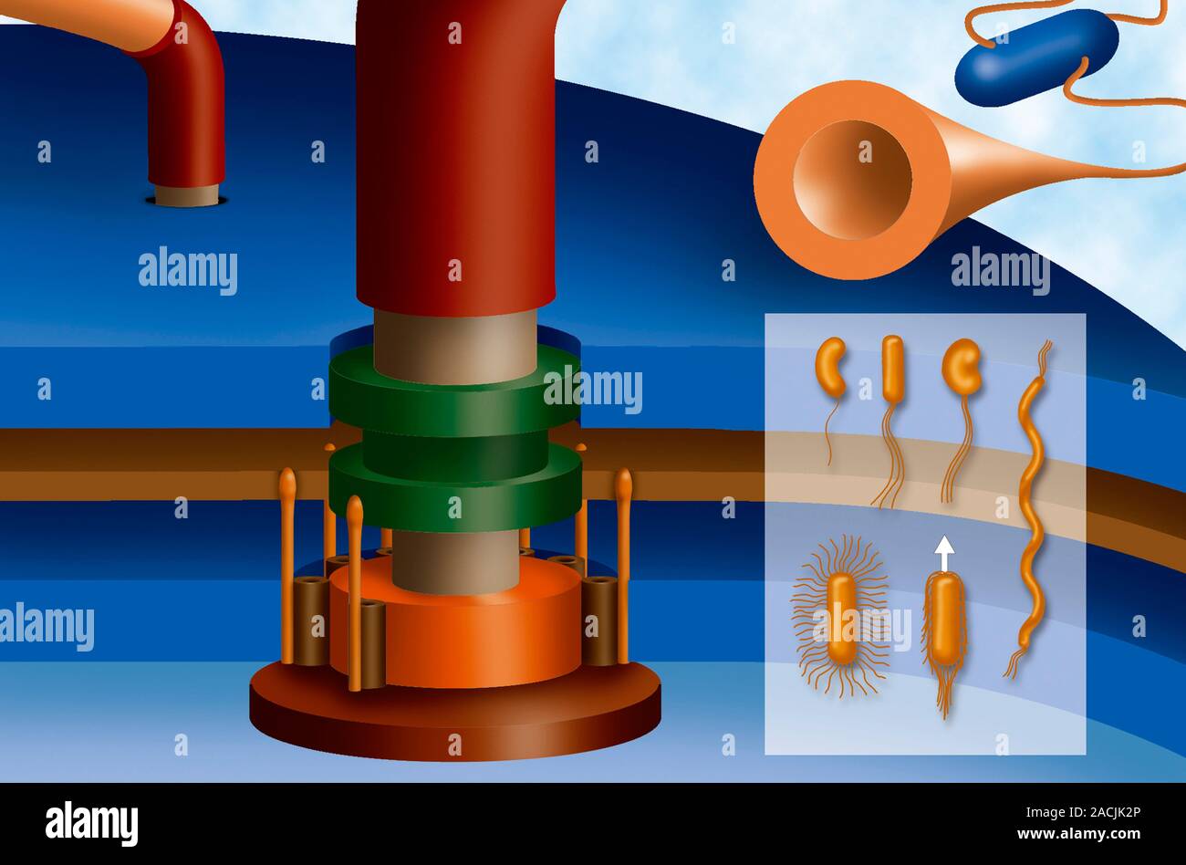 Flagelle bactérien structure. L'oeuvre en coupe montrant la structure ...