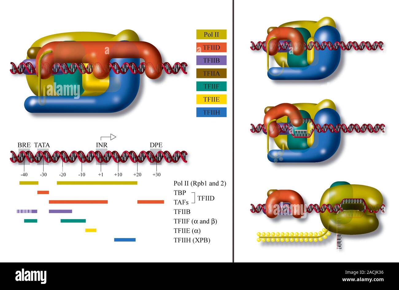 Complexe d'initiation de la transcription. Schéma du complexe formé par ... Complexe d'initiation de la transcription. Schéma du complexe formé par ...