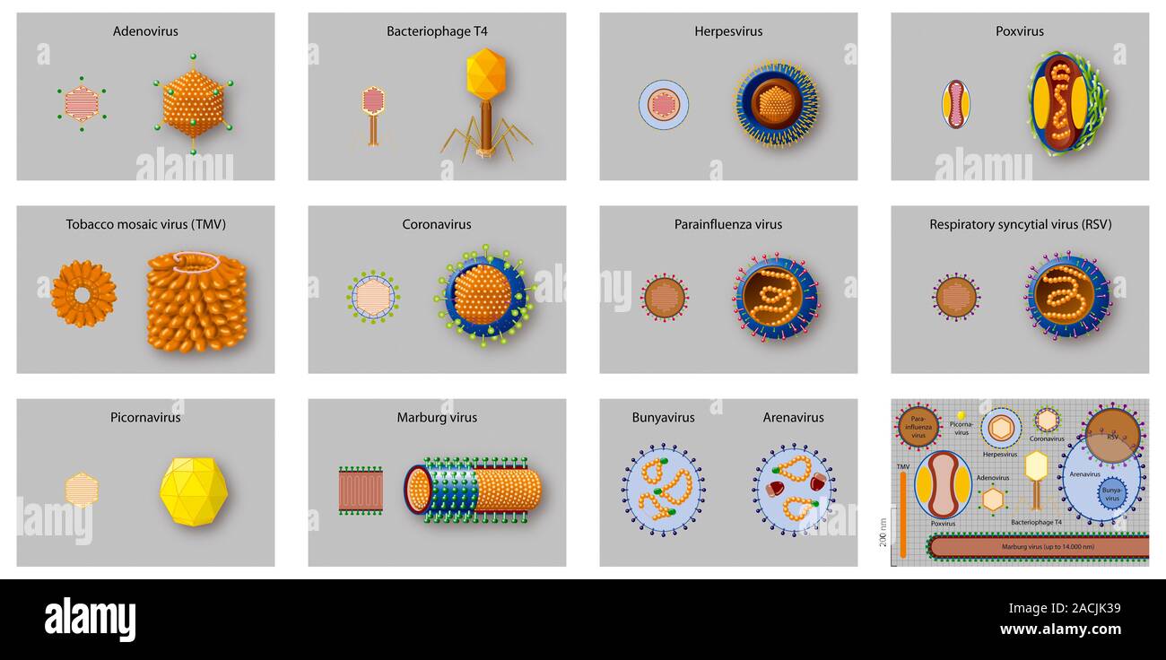 Types de virus. Tableau montrant l'oeuvre onze différents types de ...