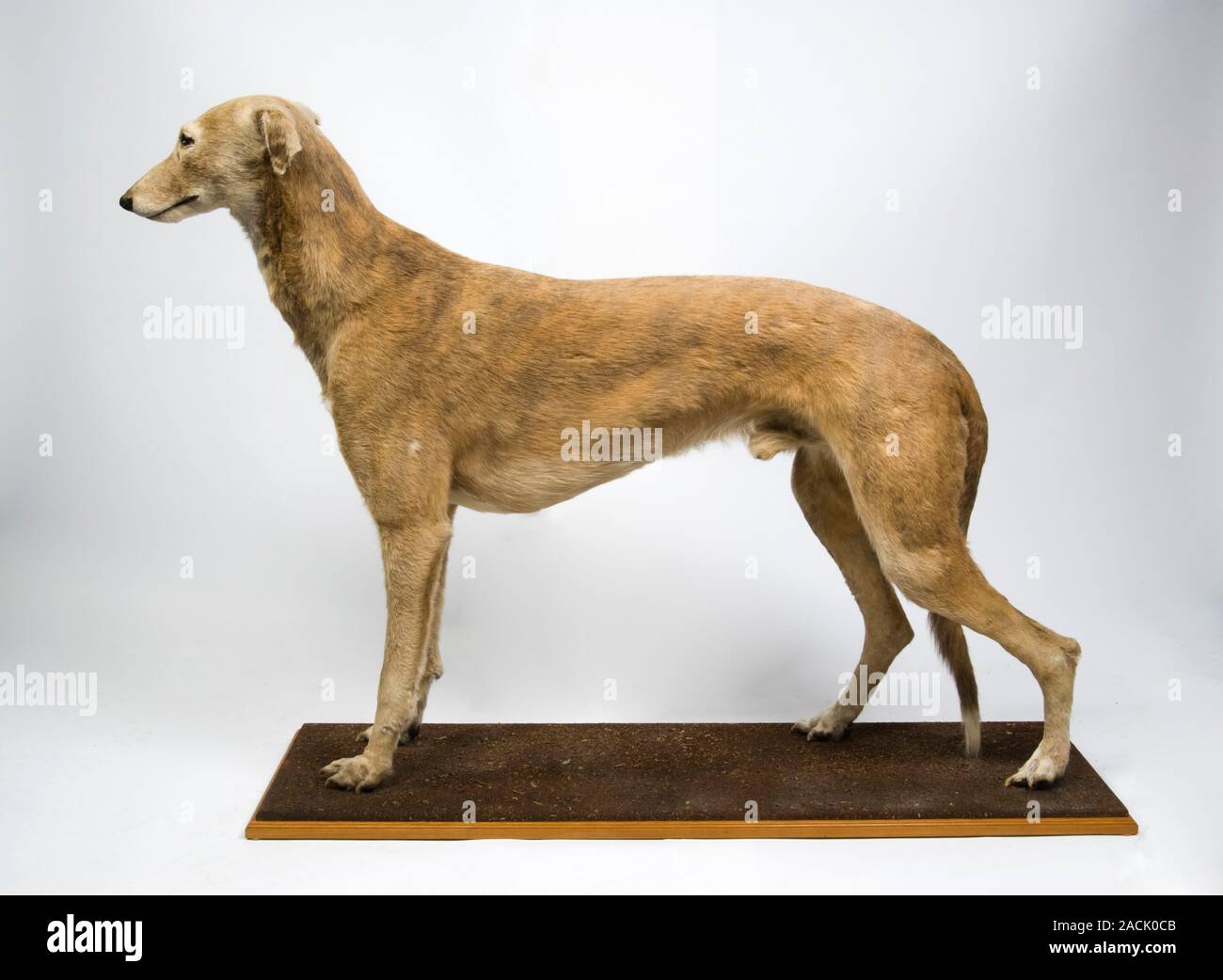 Le Mick Miller, célèbre course Greyhound. Ce Greyhound a vécu de 1926 à ...