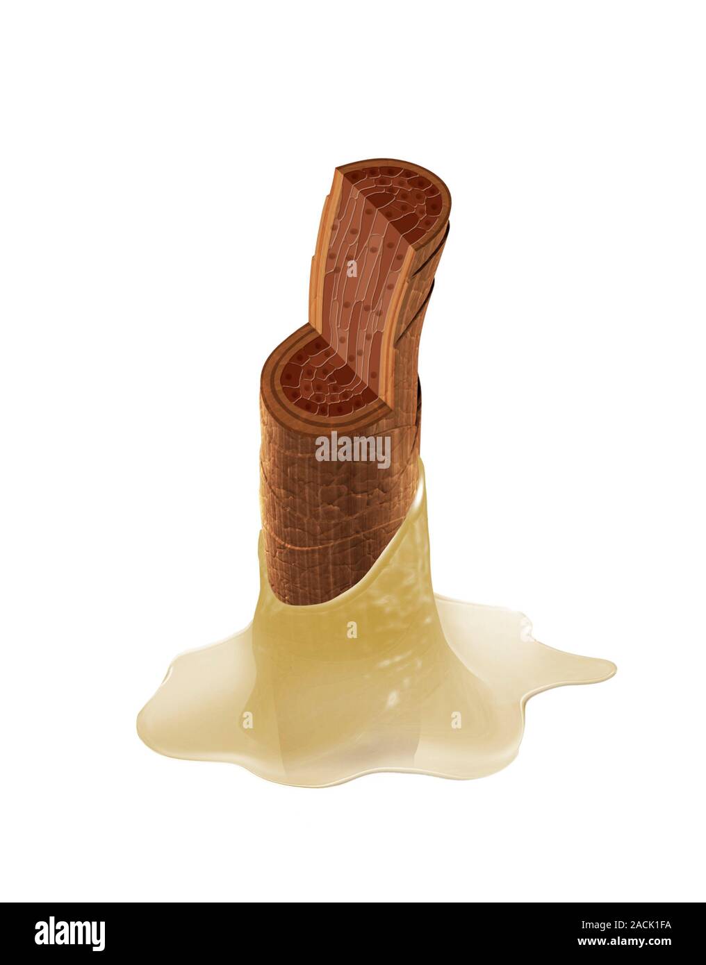 Anatomie de l'arbre de cheveux. L'oeuvre en coupe montrant la structure ...