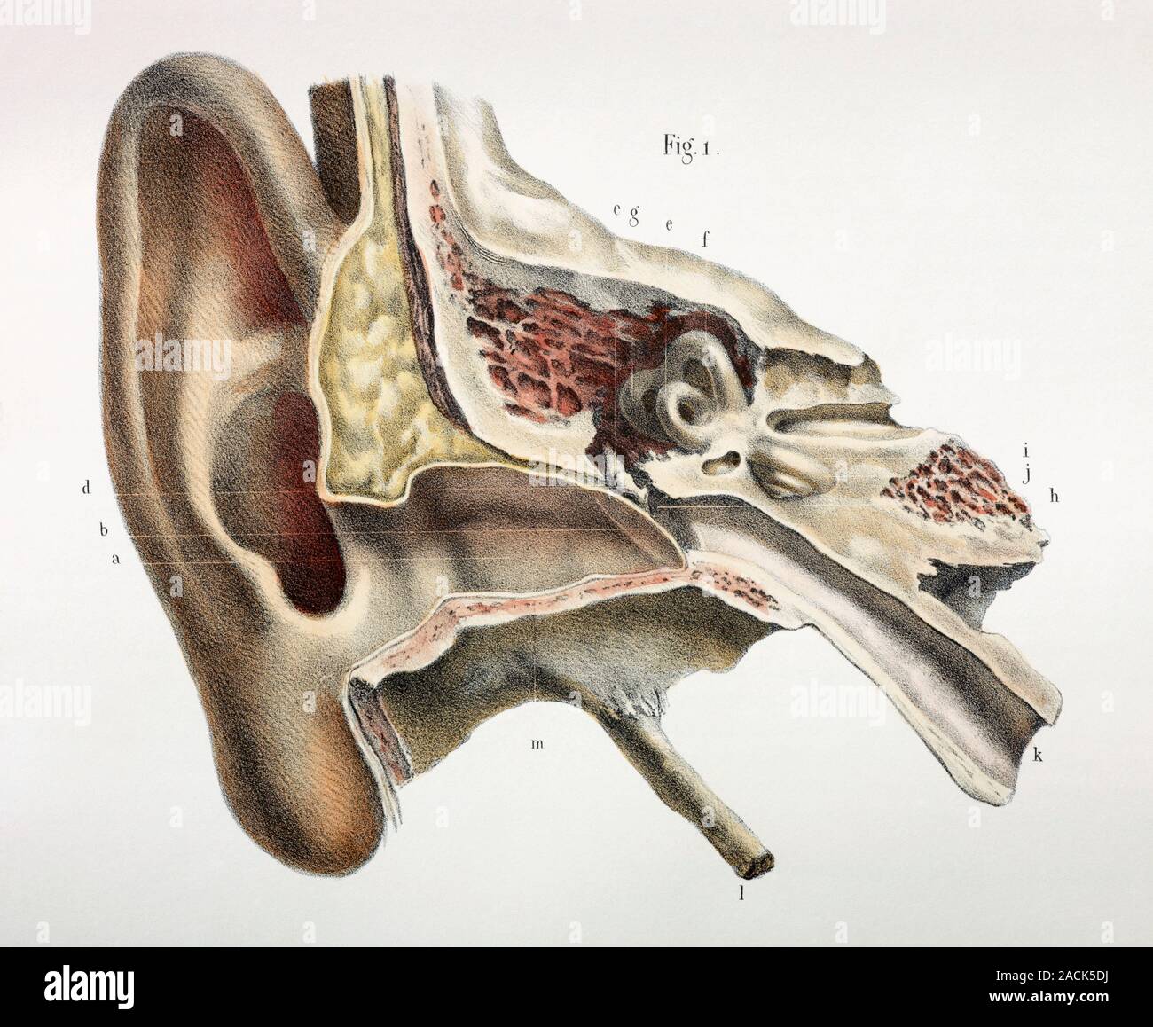 Anatomie de l'oreille. Cette illustration anatomique est la figure 1 ...