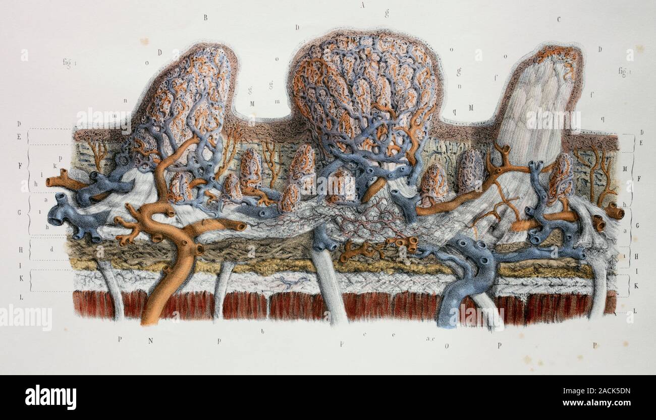 Papilles de la langue de l'anatomie. Cette illustration anatomique est ...