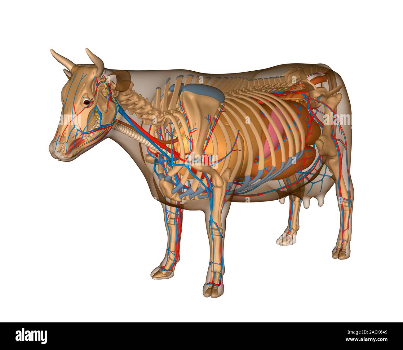 Anatomie de la vache. L'oeuvre de l'ordinateur montrant l'anatomie ...