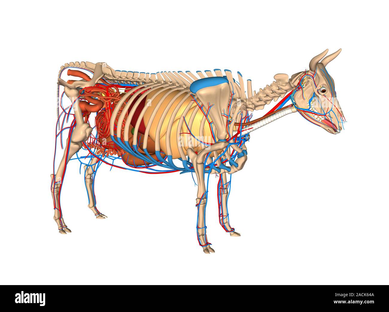 Anatomie de la vache. L'oeuvre de l'ordinateur montrant l'anatomie ...
