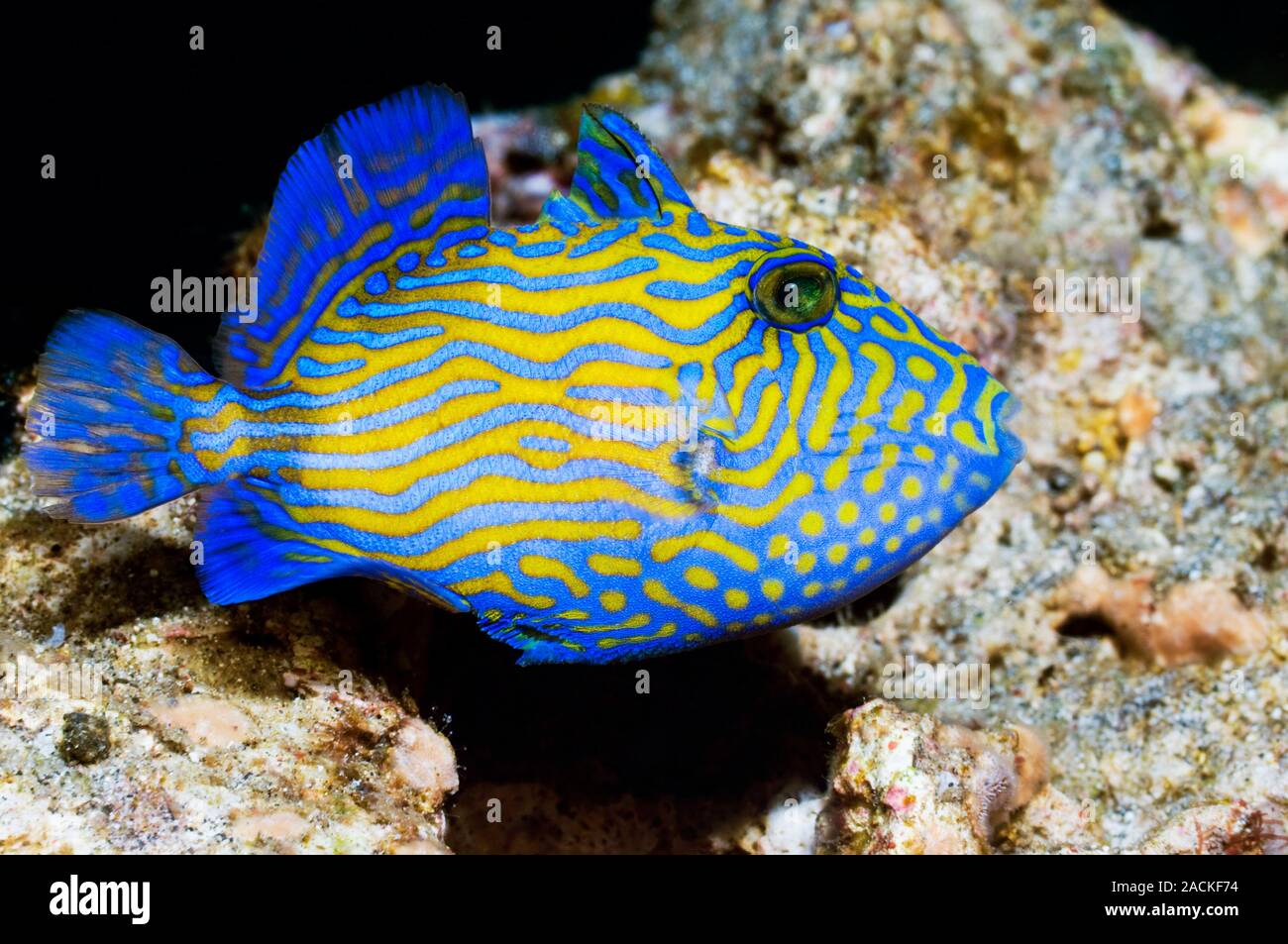Les Balistes bleus. Bleu juvénile baliste (Pseudobalistes fuscus) sur ...