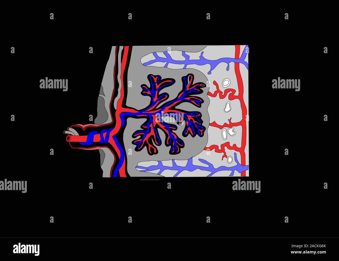 Des villosités placentaires. Artwork d'une section à travers une partie ...