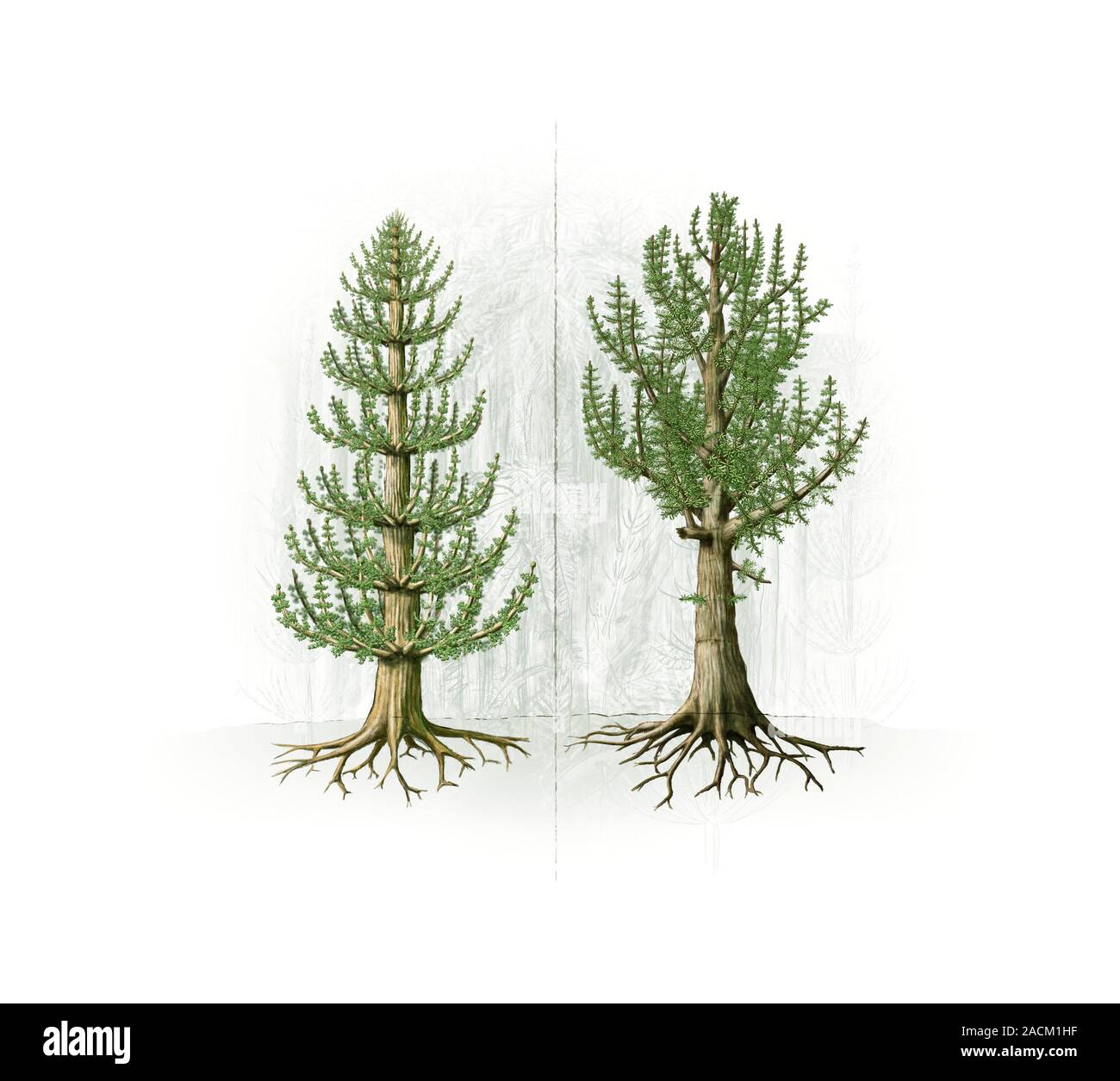 Géant préhistorique prêles. L'oeuvre de l'ordinateur de comparer les ...