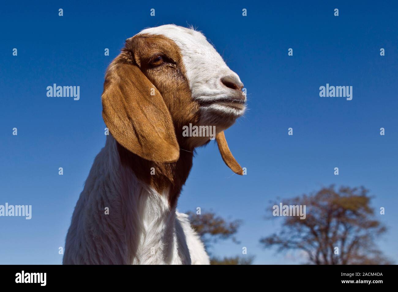 Les jeunes chèvres Boer. La chèvre Boer est une race de chèvres ...