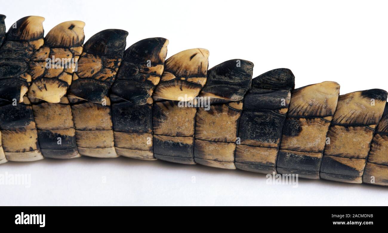 Queue d'un jeune crocodile du Nil (Crocodylus niloticus), montrant les ...