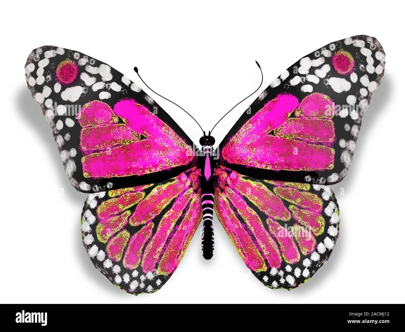 Papillon rose Banque de photographies et d’images à haute résolution ...