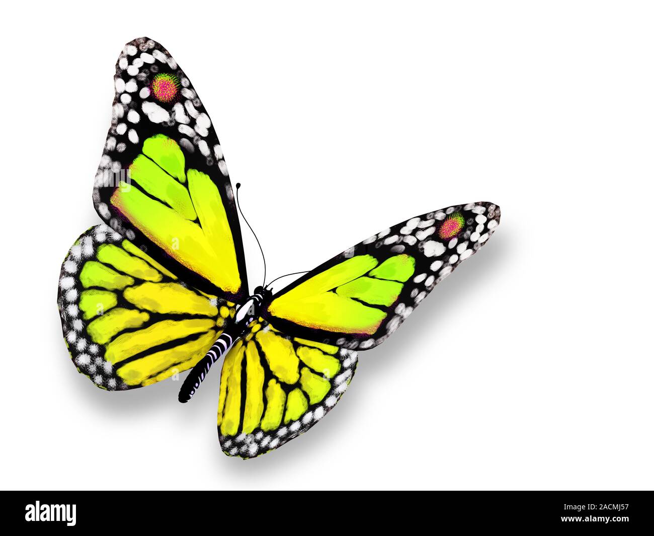 Papillon vert Banque de photographies et d’images à haute résolution ...