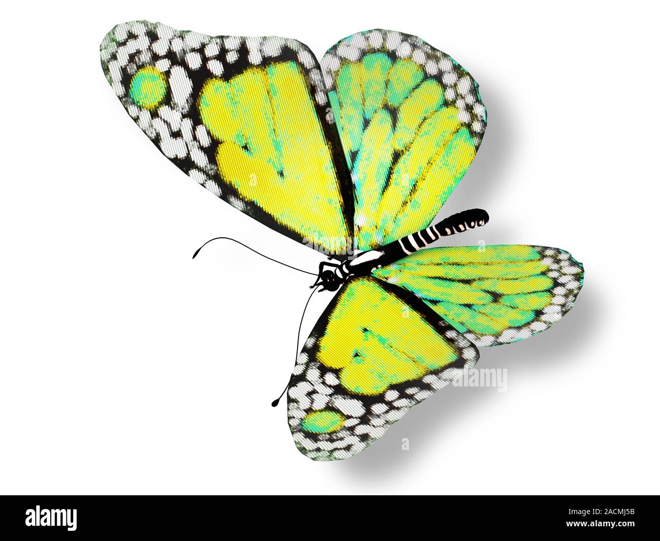 Papillon vert Banque de photographies et d’images à haute résolution ...