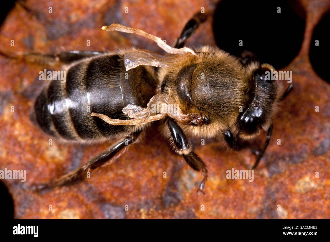 Les abeilles malades. L'abeille européenne (Apis mellifera) infectés ...