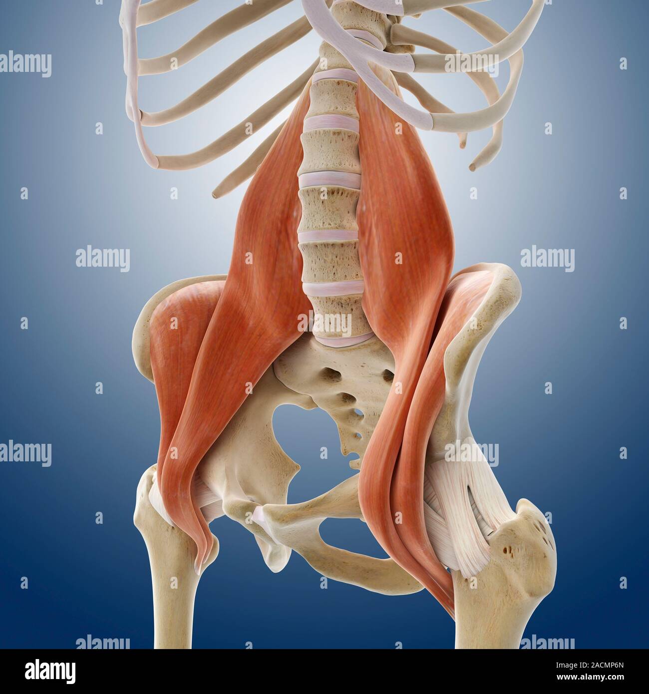 Les muscles psoas iliaque. L'oeuvre de l'ordinateur montrant les ...