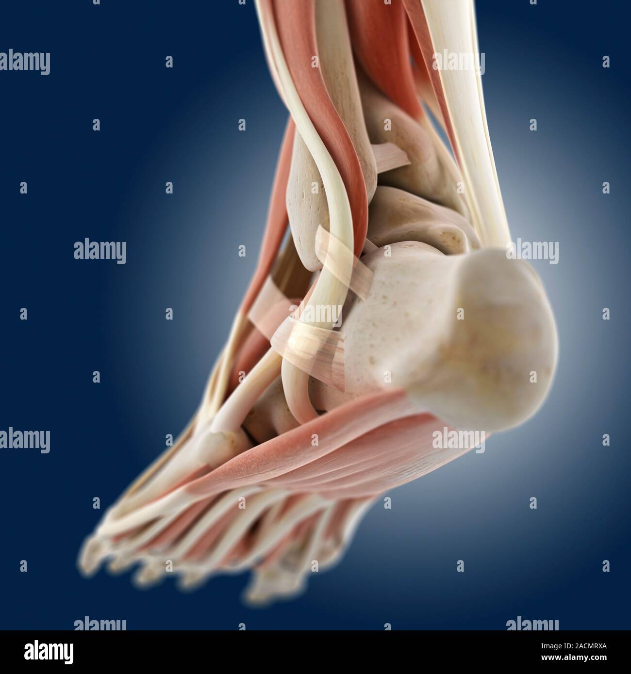 Pied, artwork. Les muscles de la plante du pied sont les digiti ...