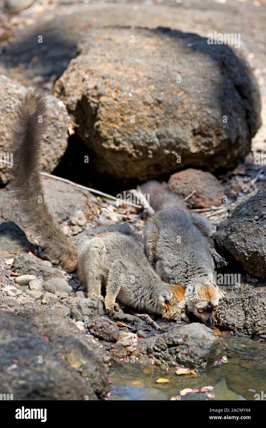 Les lémurs à front rouge (Eulemur rufifrons) eau potable. Ce lémurien ...