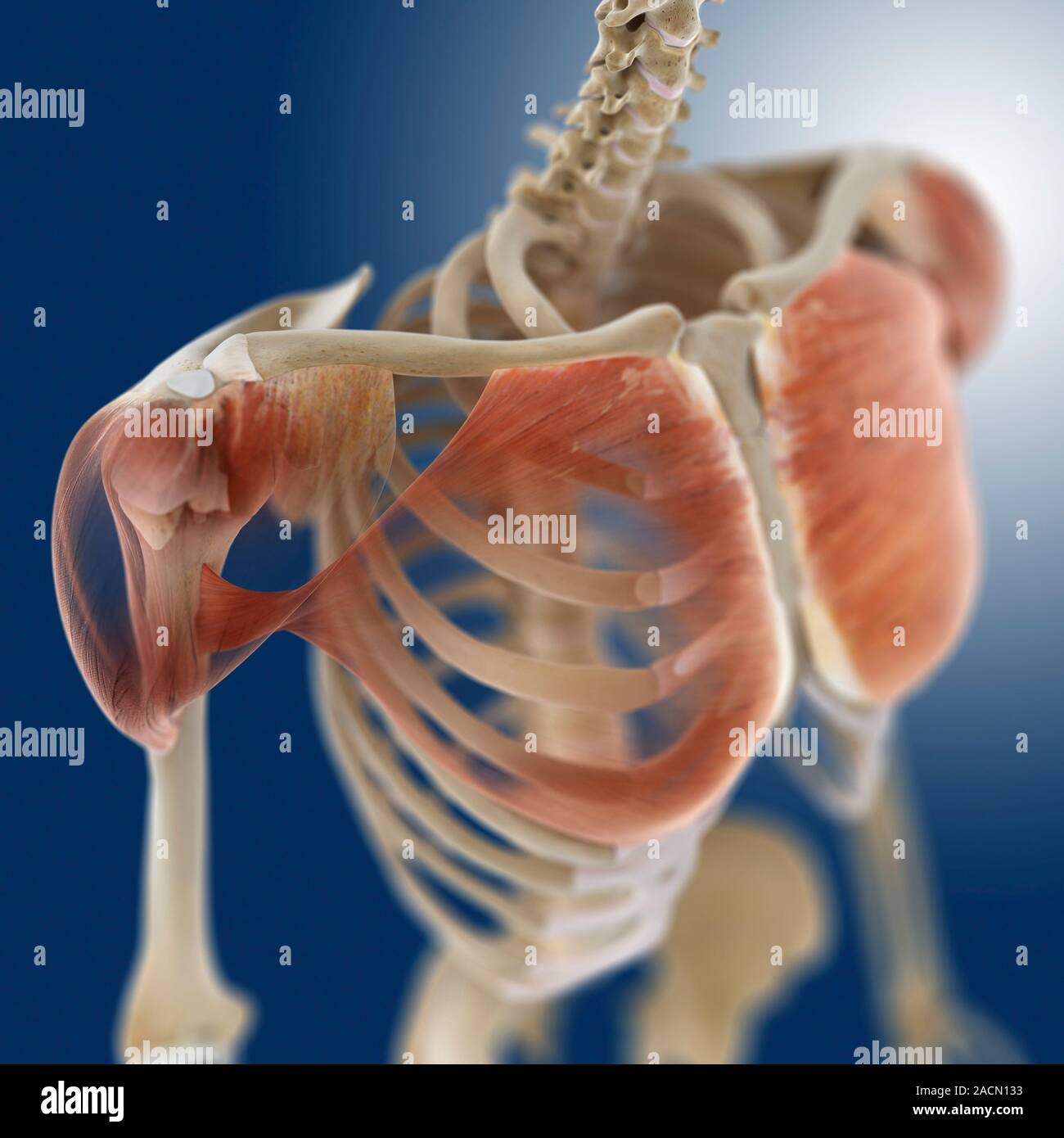Les muscles des épaules. L'oeuvre de l'ordinateur d'une vue antérieure ...