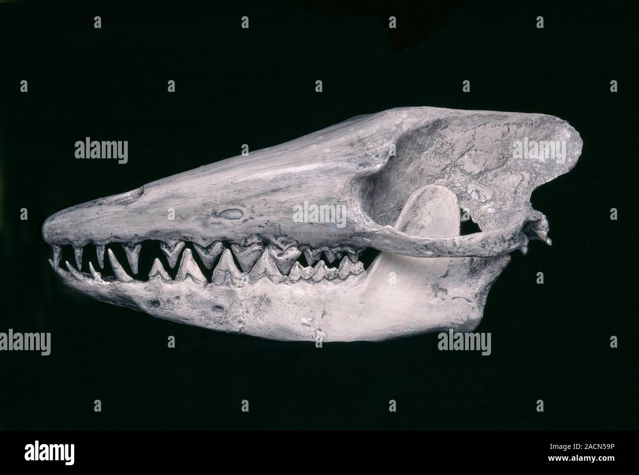 Pakicetus inachus crâne. Ce mammifère préhistorique est pensé pour être ...