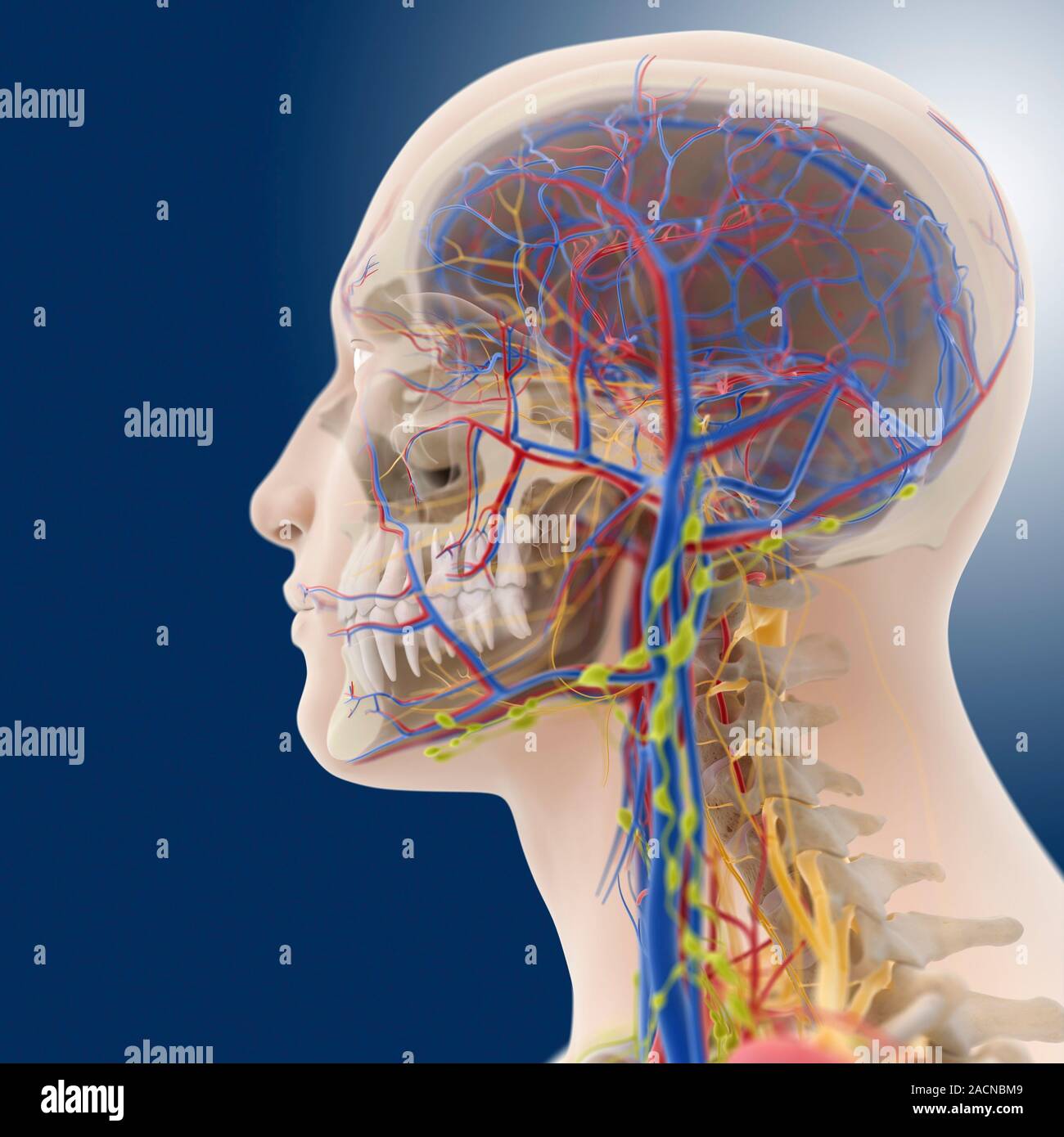 Anatomie de la tête et du cou, de l'oeuvre de l'ordinateur. Les artères ...