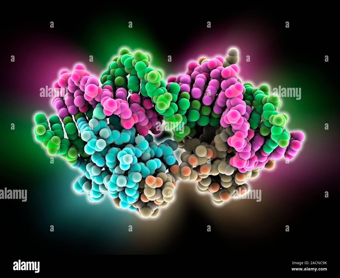 Facteur de transcription lié à l'ADN. Le modèle moléculaire montrant un ...