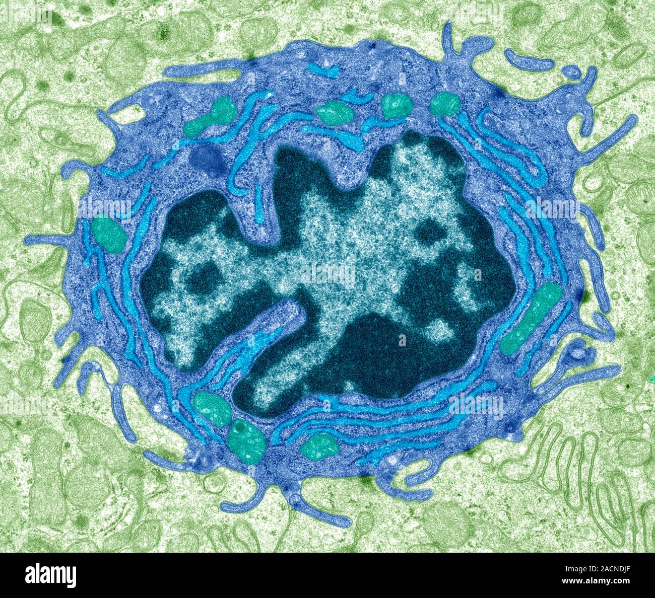 Les cellules des glandes intestinales. Micrographie électronique à ...