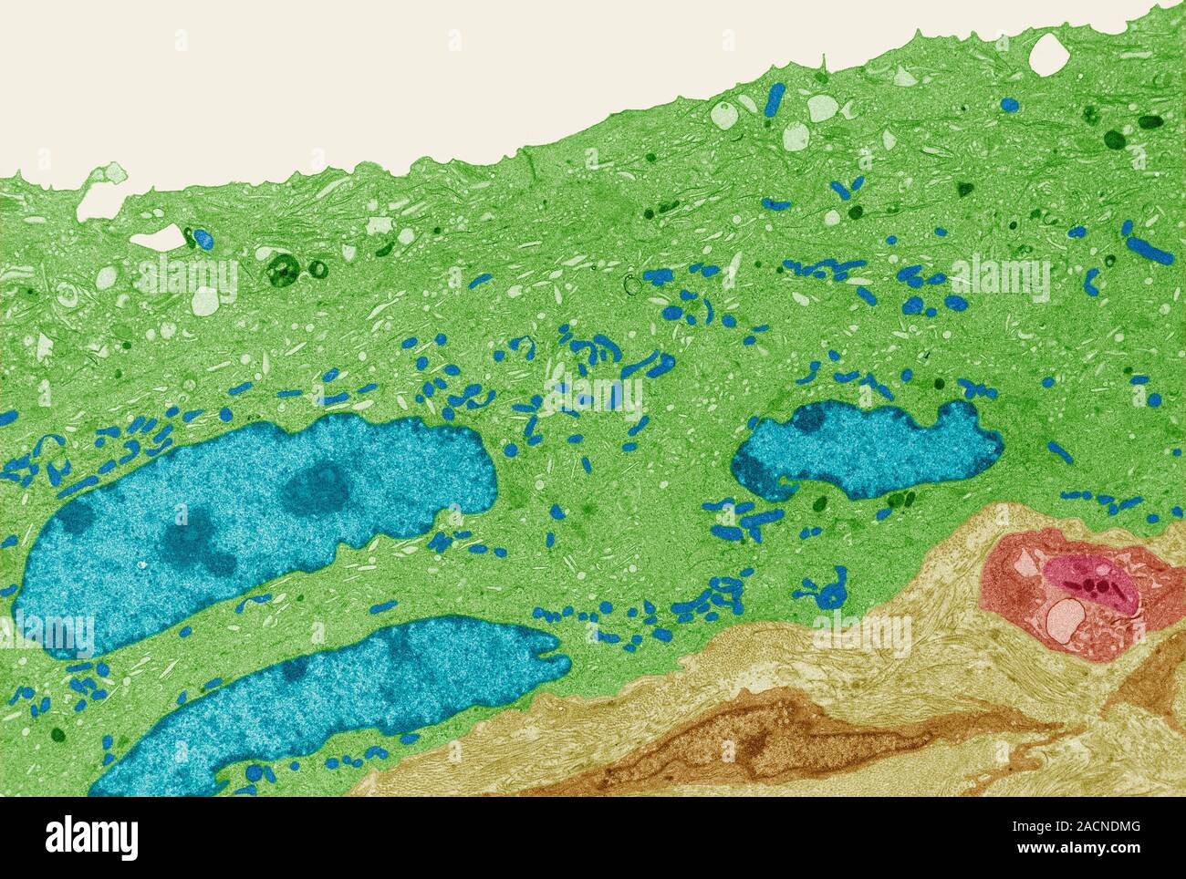 Doublure de la vessie. Micrographie électronique à transmission (TEM) d ...