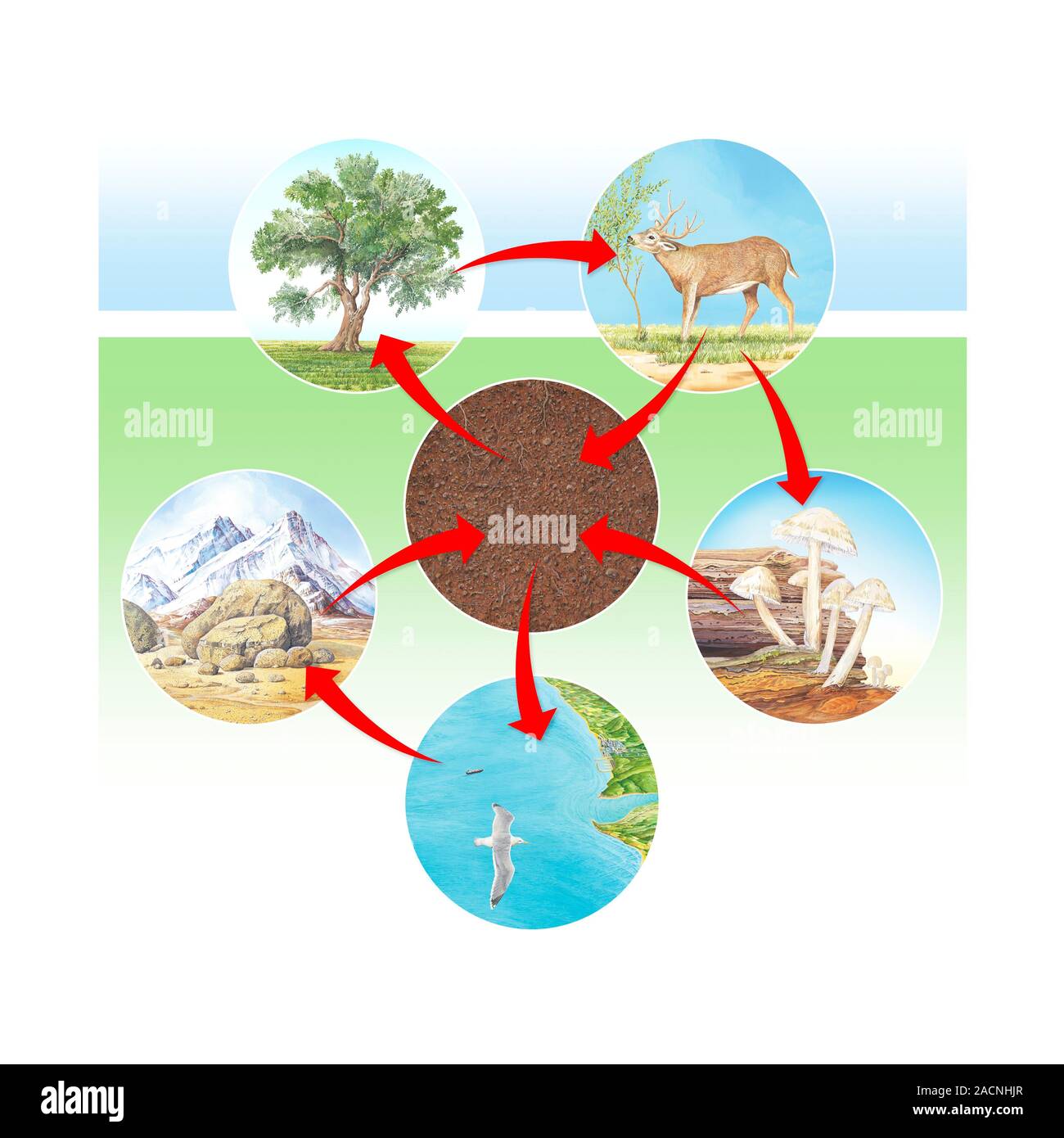 Schéma du cycle du phosphore. Schéma illustrant le cycle du phosphore à ...