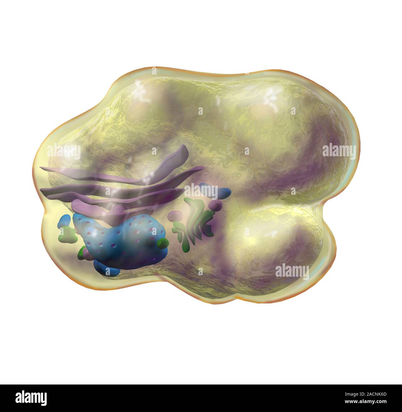 Anatomie des cellules adipeuses. Artwork d'une des cellules adipeuses ...