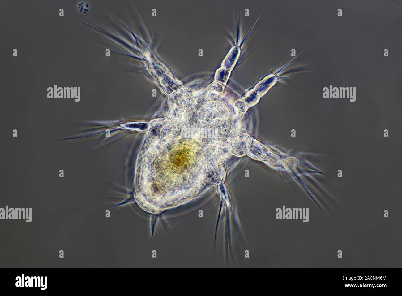 Larve de copépodes. Micrographie électronique à contraste de phase d ...