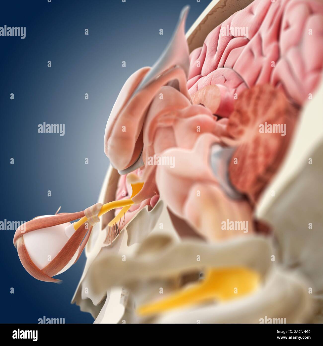 Anatomie de la tête. Anatomie d'un ordinateur par section sagittale la ...