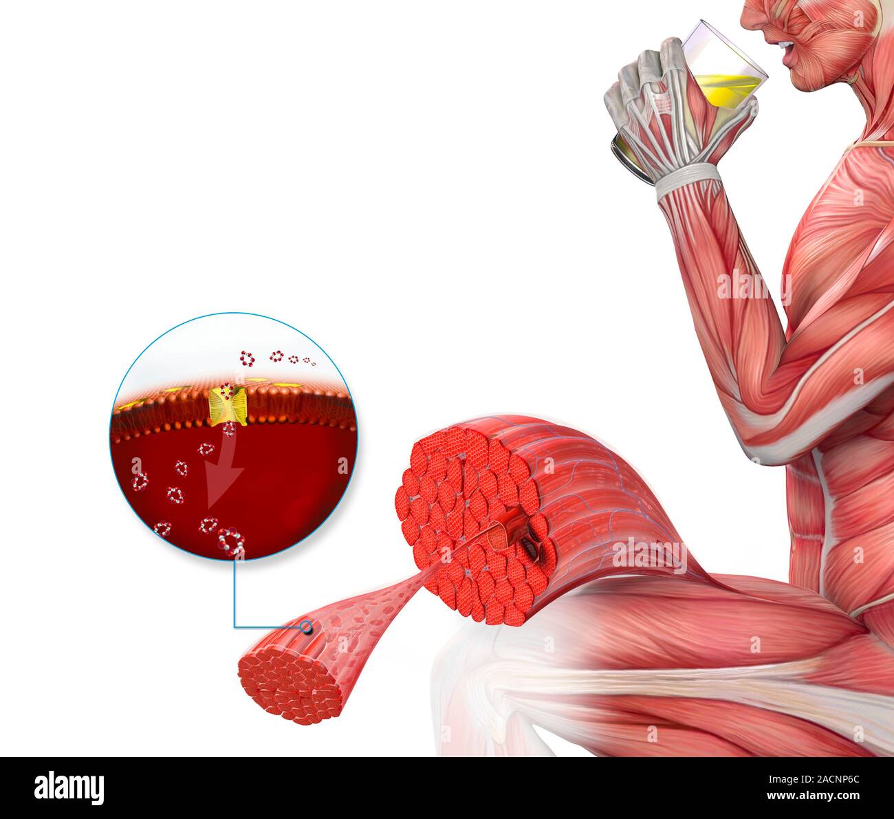 L'absorption du sucre dans les muscles. Schéma montrant le sucre d'une ...