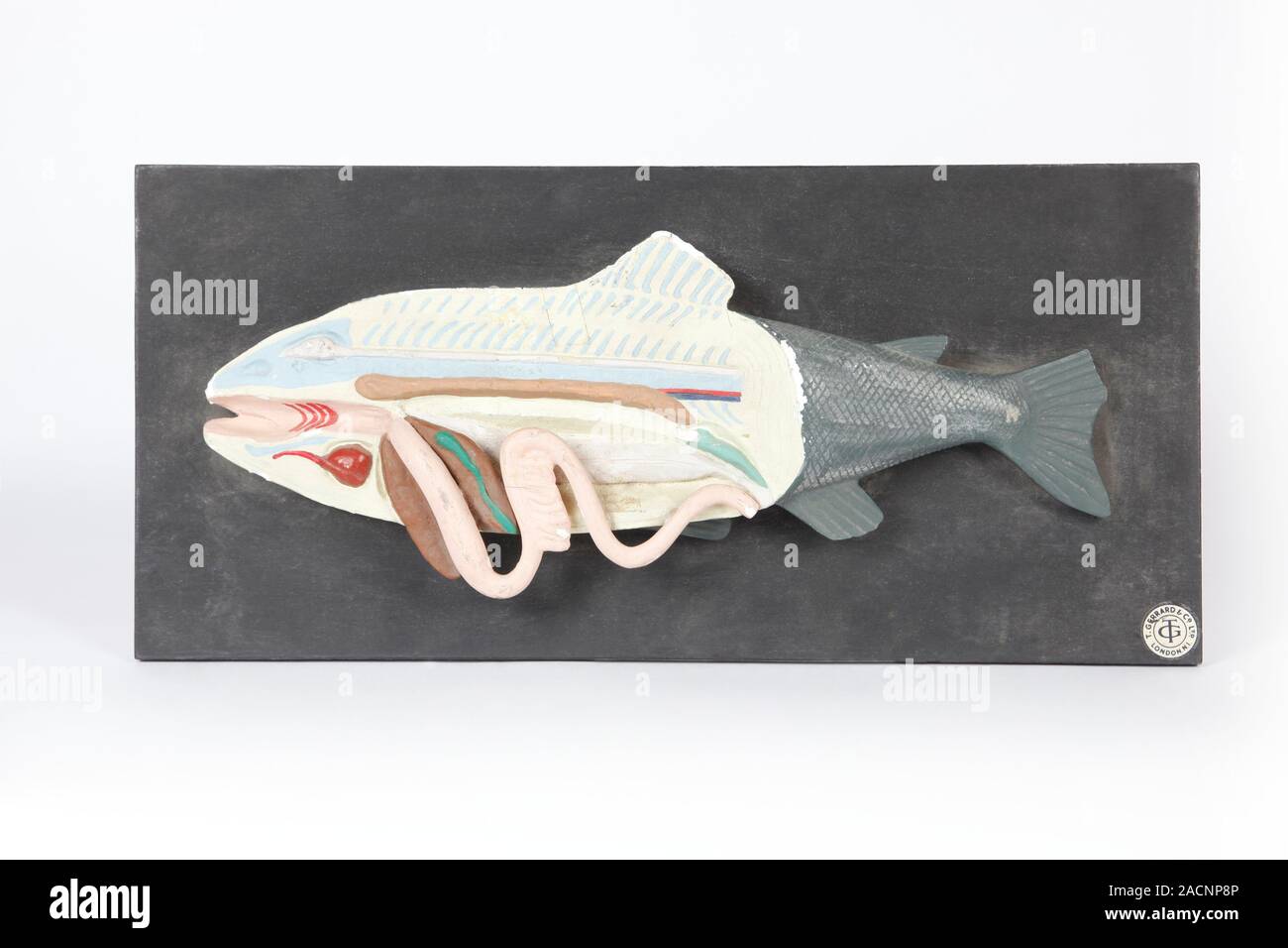 L'anatomie des poissons. 1950 modèle anatomique montrant les organes ...