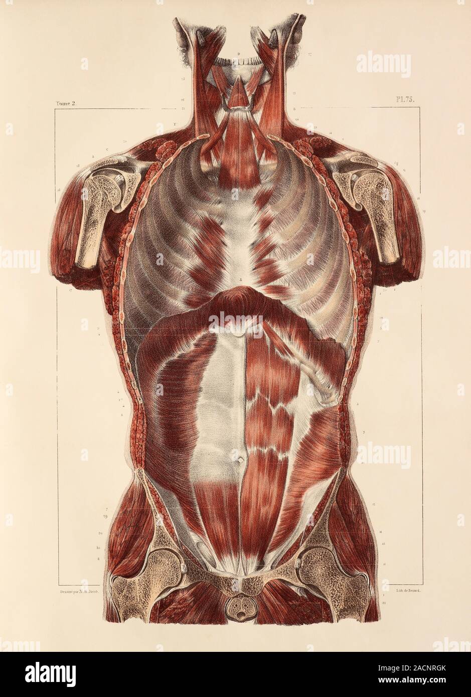 Anatomie des muscles du tronc. La section frontale du tronc (vue ...