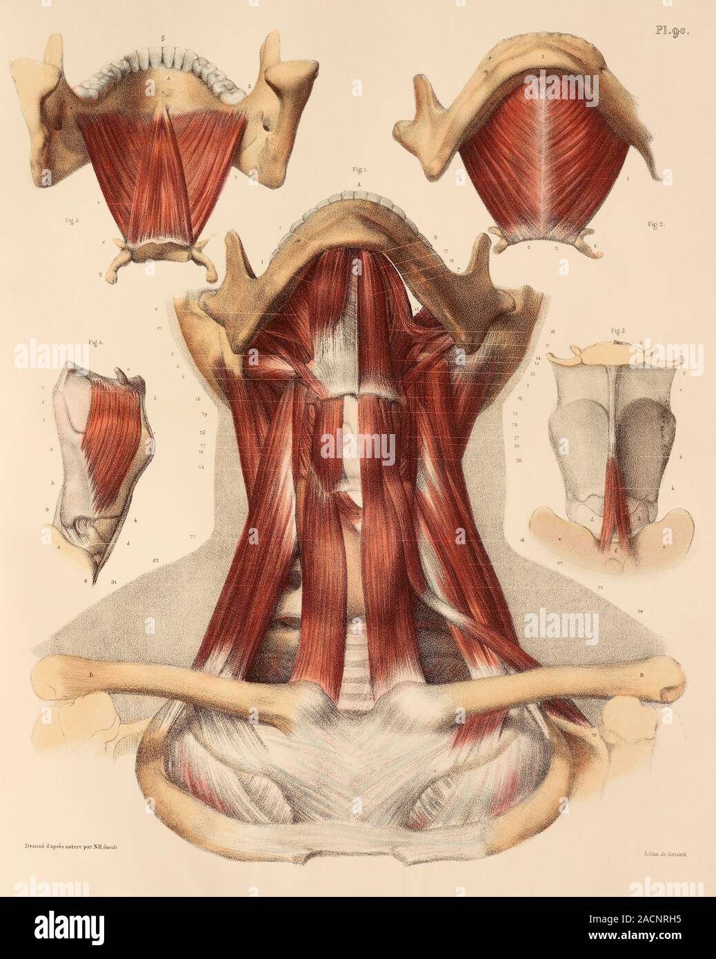 Anatomie du muscle du cou. Différentes vues de l'anatomie des muscles ...
