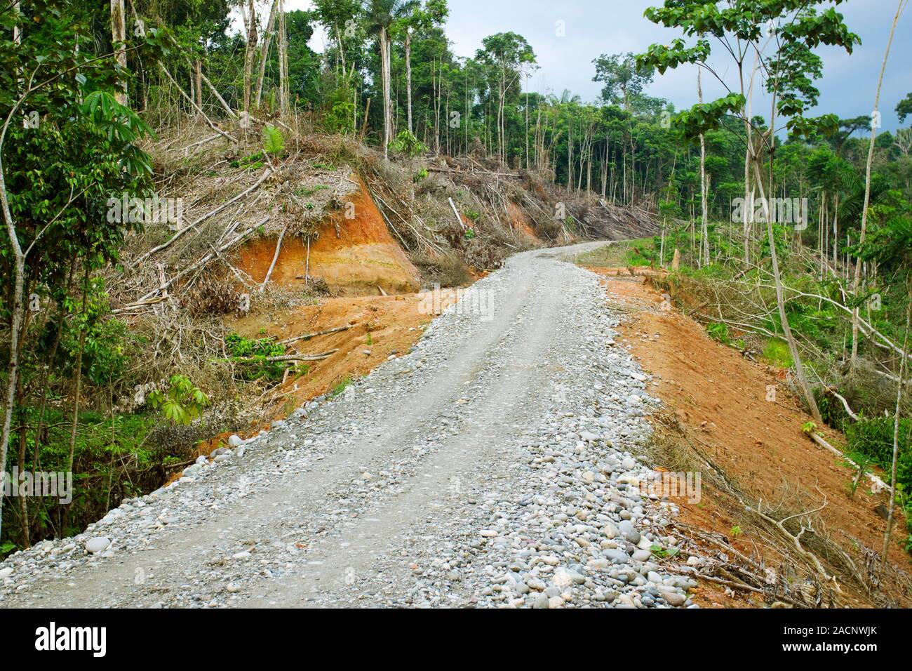 La construction de routes de forêt tropicale. Route de gravier en cours ...