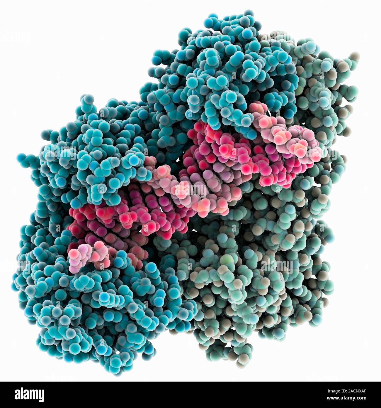 L'enzyme de la transcription inverse du VIH. Le modèle moléculaire de ...