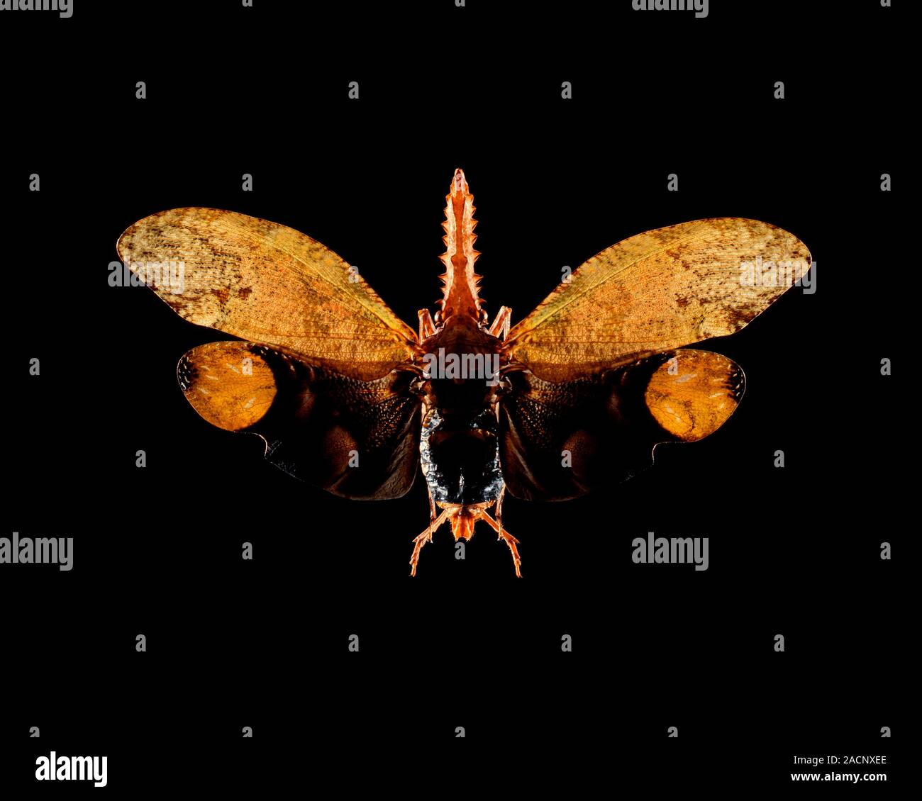 Lanternfly. Vue sur le côté supérieur de la Cathedra serrata ...