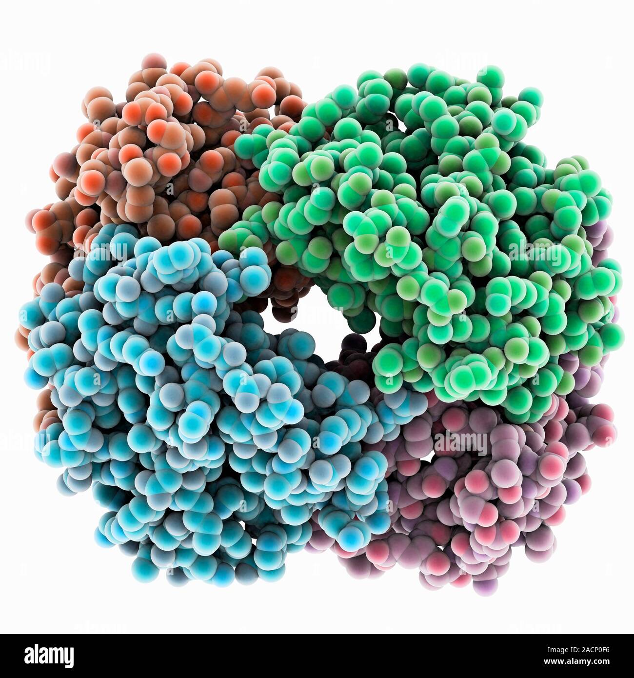 L'hémoglobine, le modèle moléculaire. Cette molécule transporte l ...