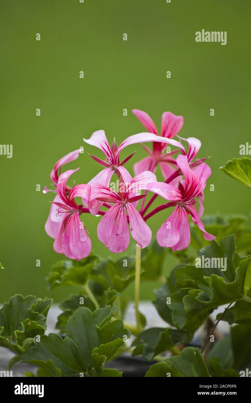 Pink geranium Banque de photographies et d’images à haute résolution ...