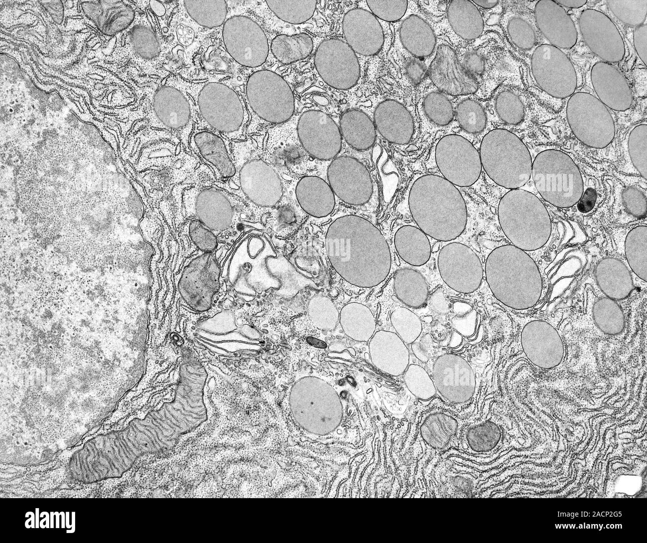 Des cellules acineuses pancréatiques. Micrographie électronique à ...