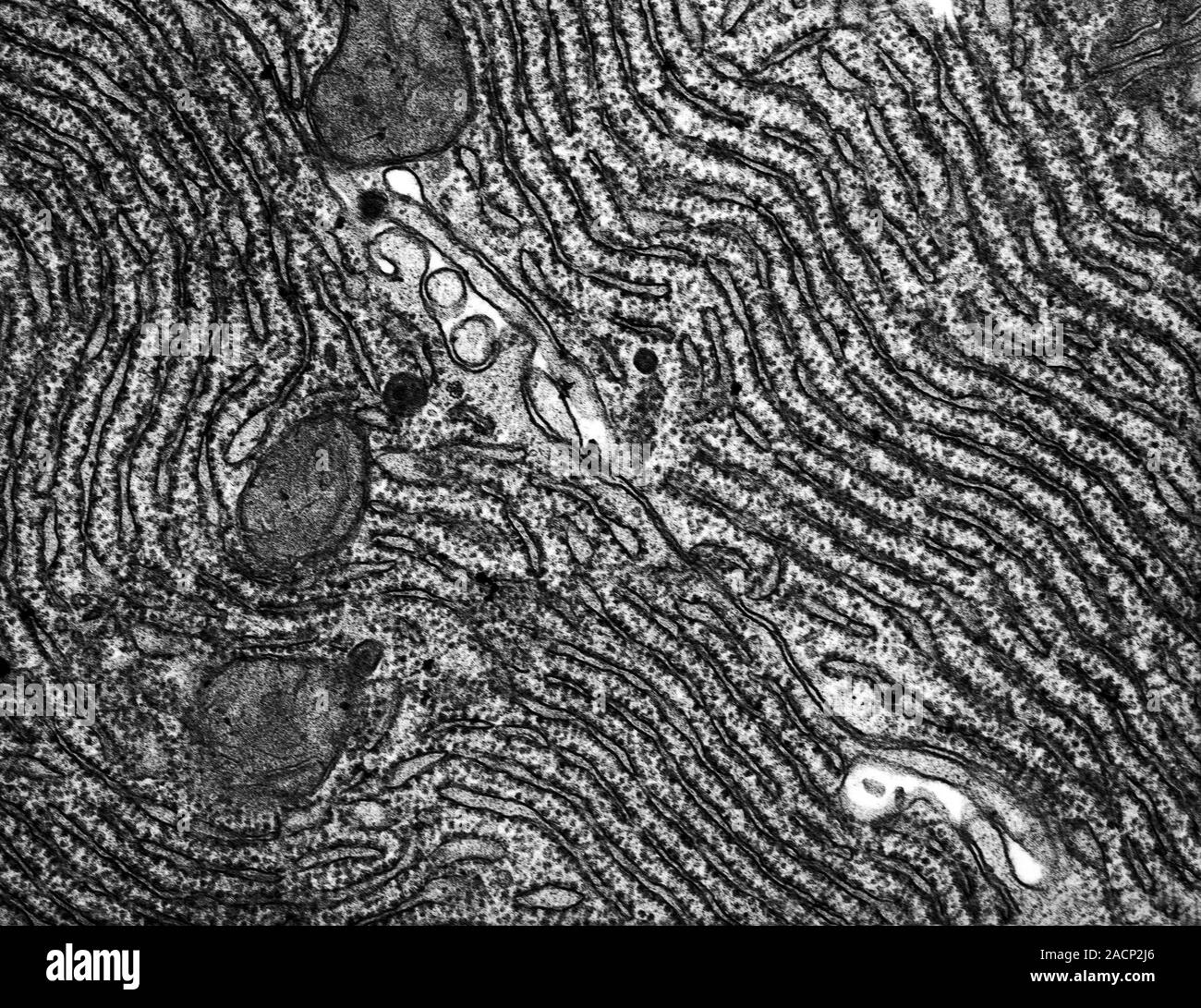 L'ergastoplasme. Micrographie électronique à transmission (TEM) d'une ...