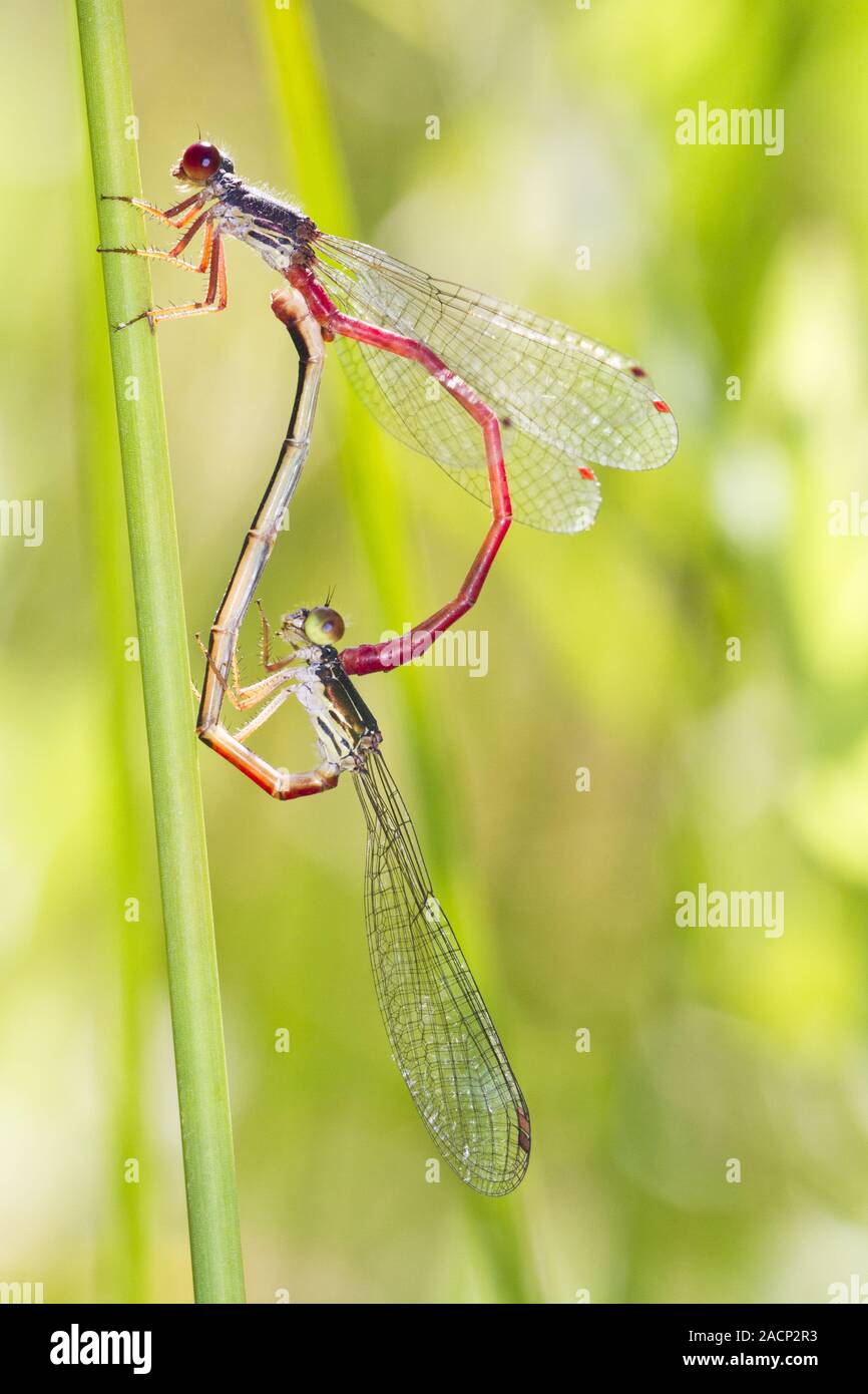 Accouplement de demoiselle rouge Banque de photographies et d’images à ...