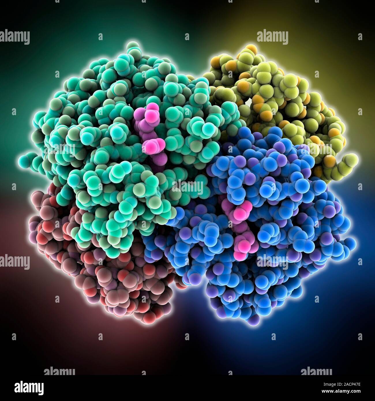 L'hémoglobine, le modèle moléculaire. C'est la désoxyhémoglobine, la ...