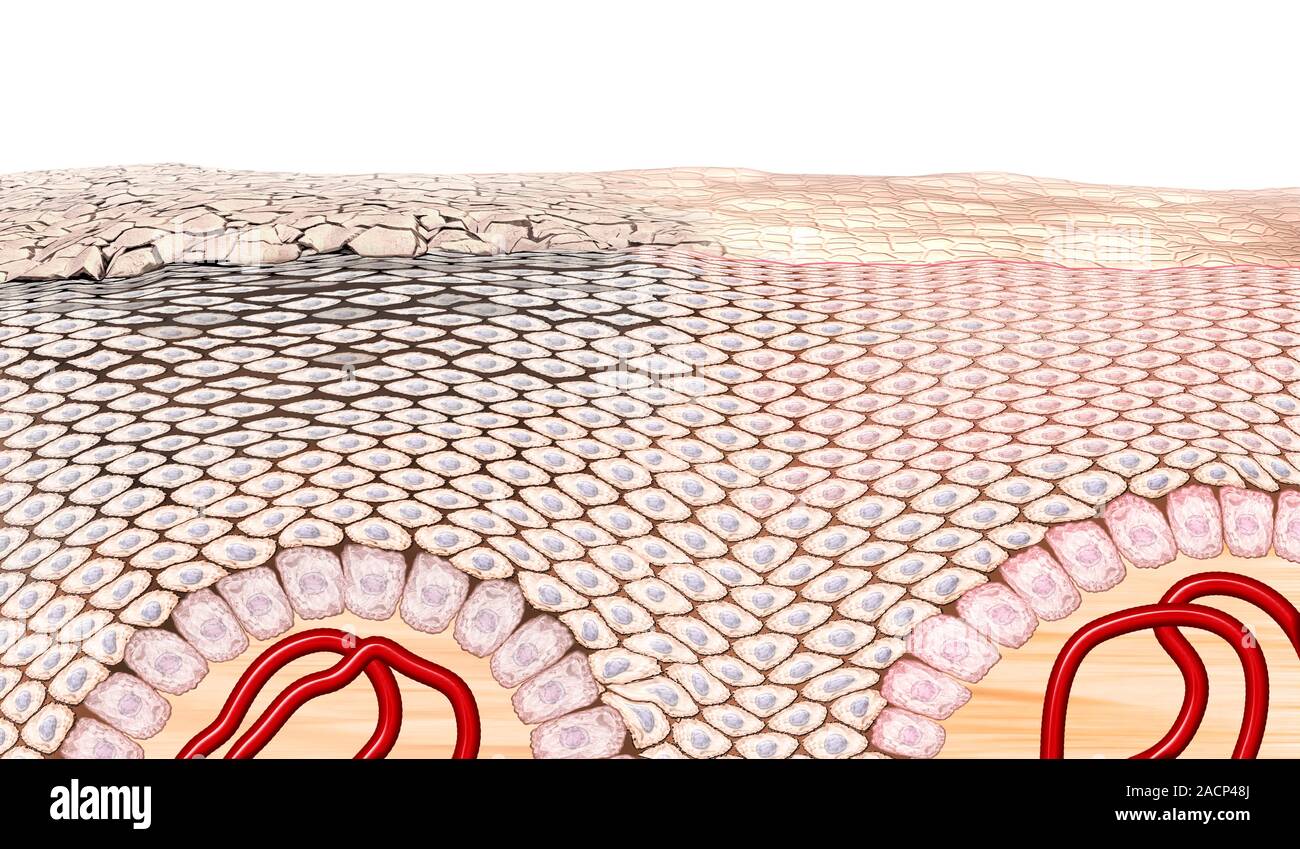 Anatomie de la peau. Une section de l'oeuvre par la peau humaine ...