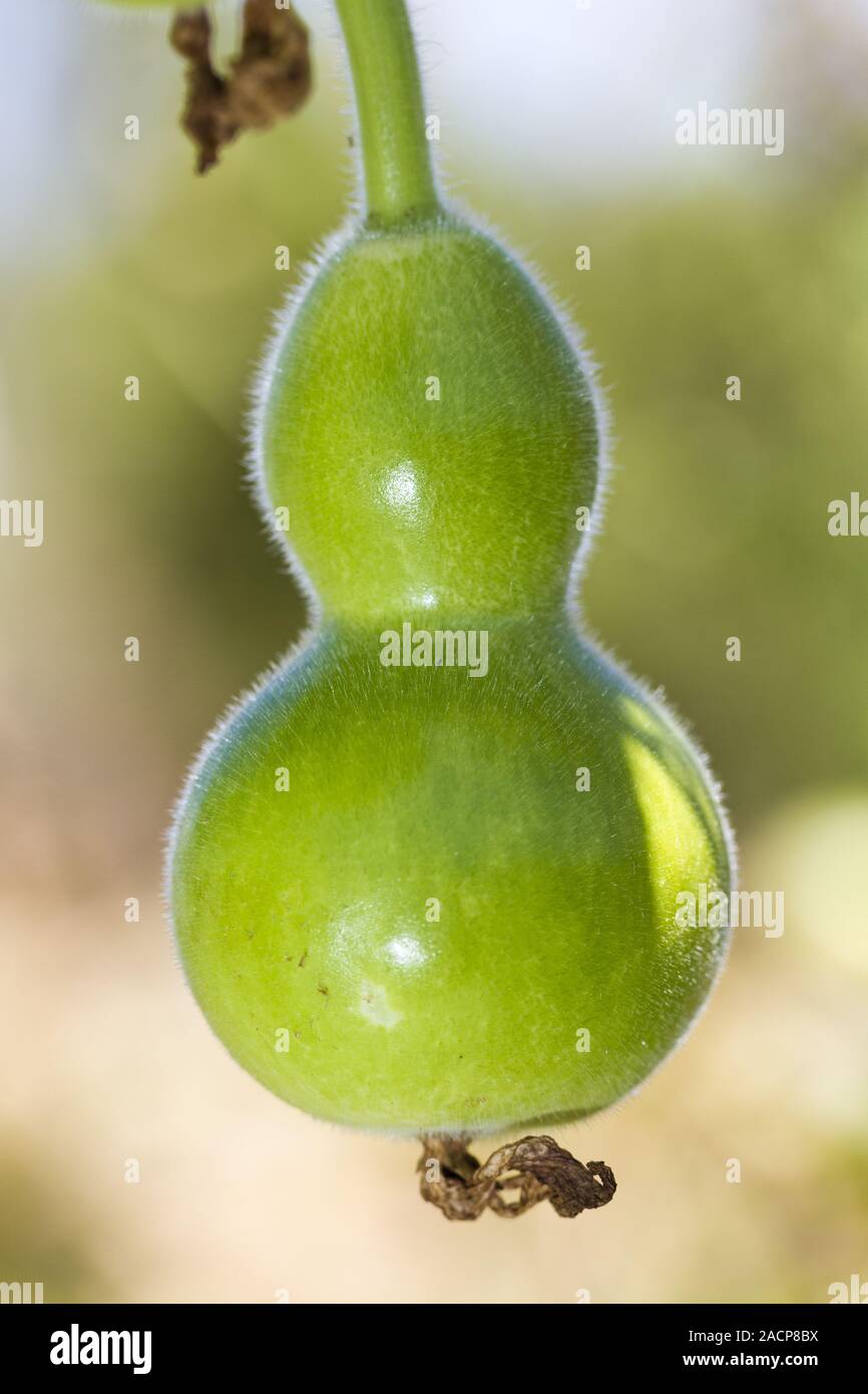 Calebasse brut Banque de photographies et d’images à haute résolution - Alamy