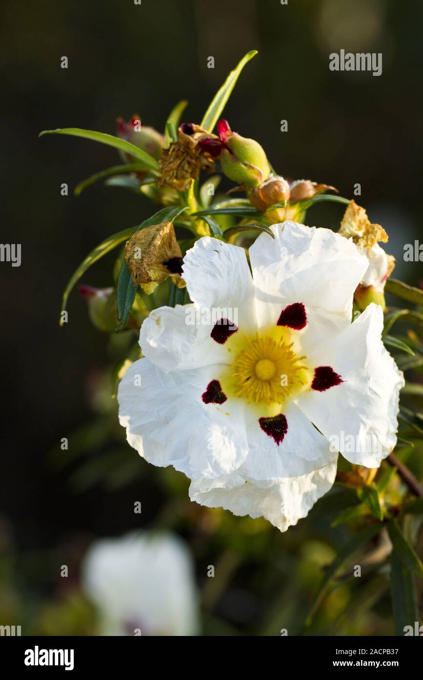 Beautiful cistus Banque de photographies et d’images à haute résolution ...