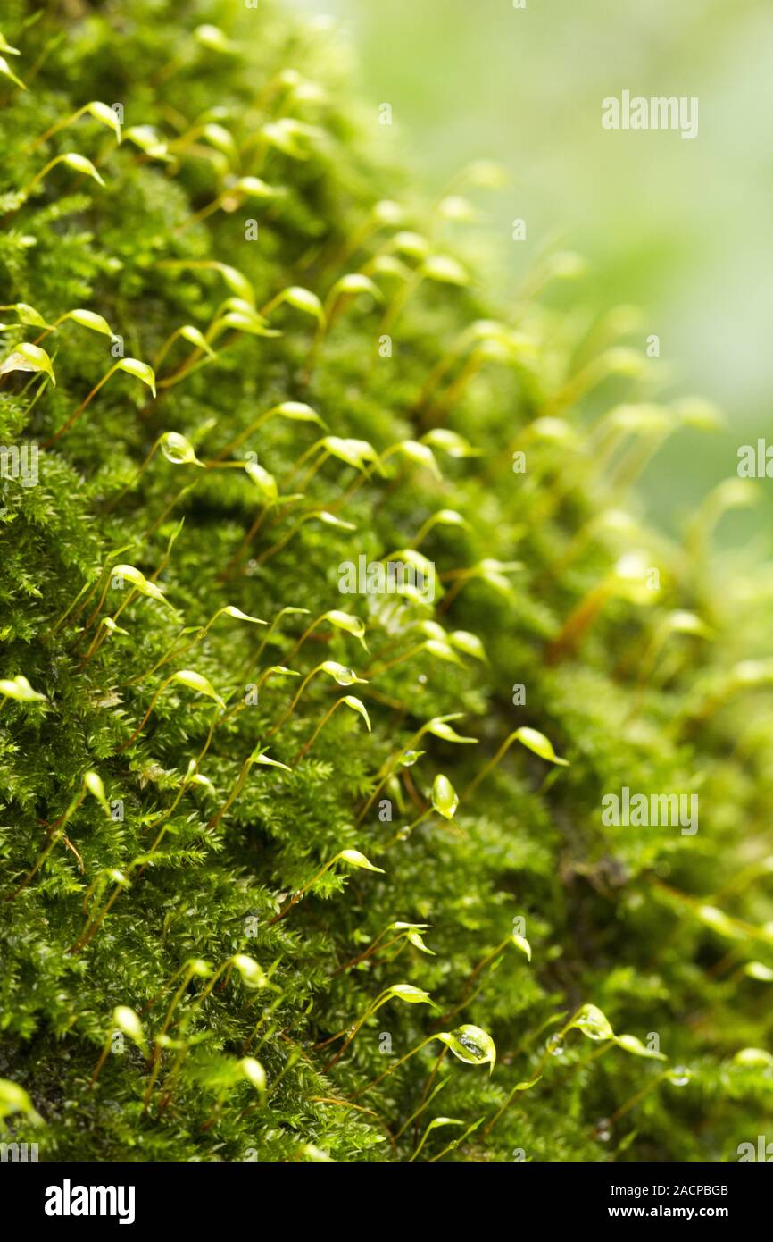 Polytrichum capsule Banque de photographies et d’images à haute ...