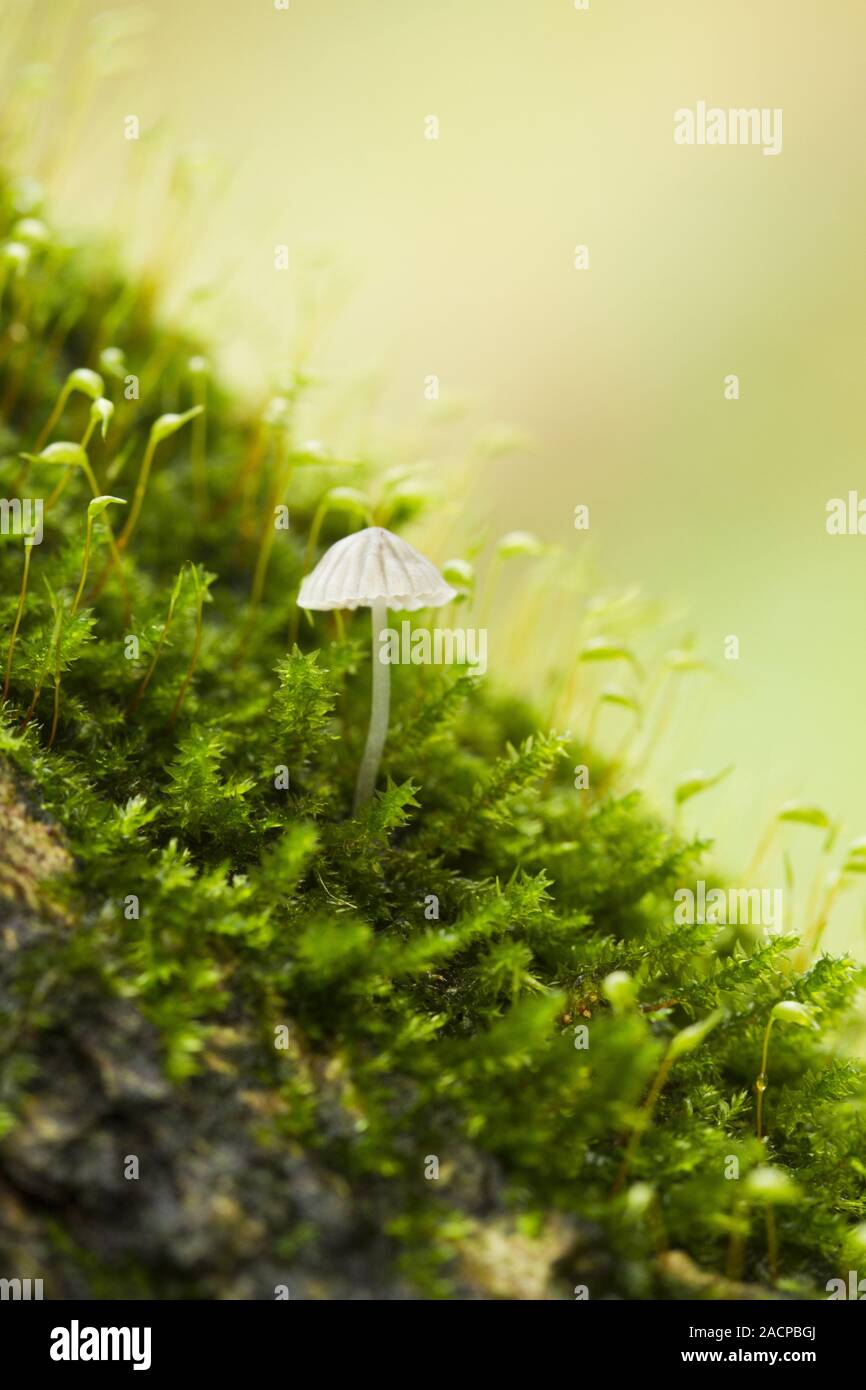 Polytrichum capsule Banque de photographies et d’images à haute ...