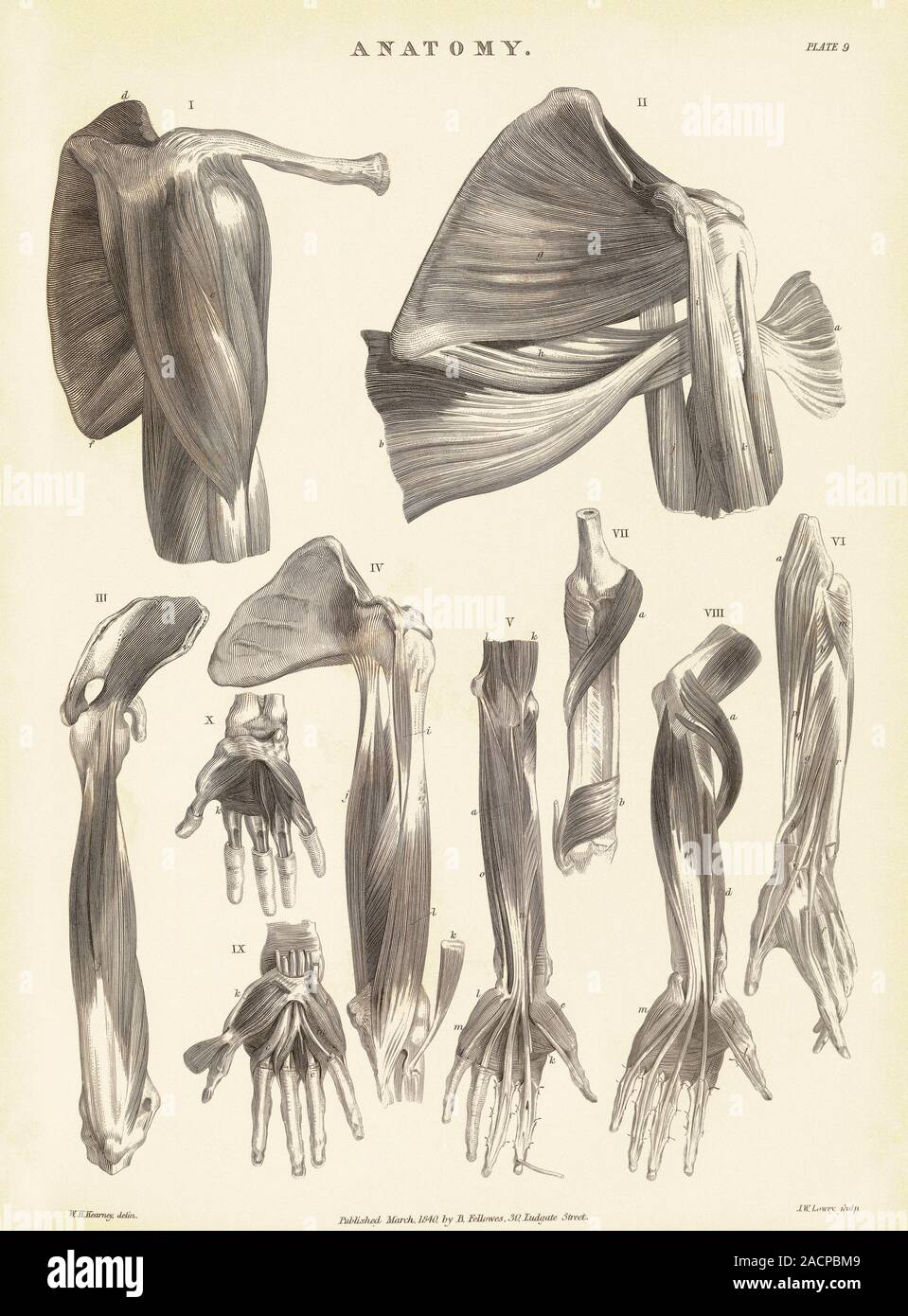 La musculature du bras humain. 19ème siècle Illustration de l'anatomie ...